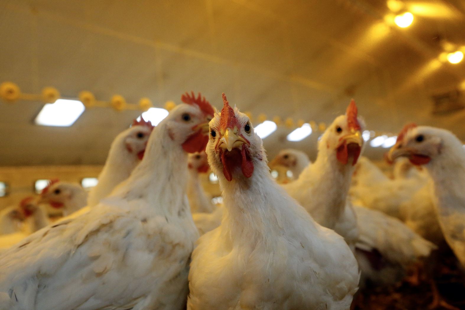 Antibiotic Resistance Genes in Antibiotic-Free Chicken Farms - AMR Insights