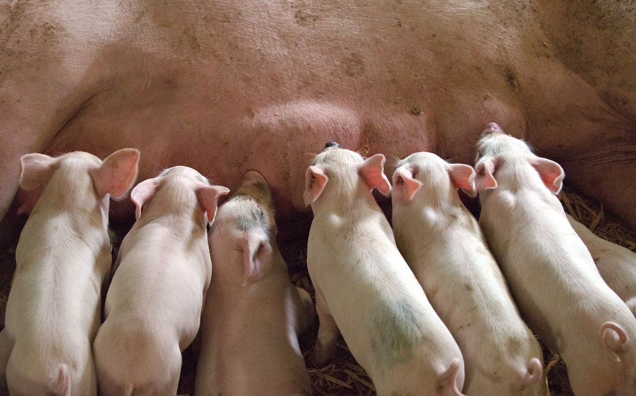 Antimicrobial Resistance in Swine Fecal Specimens Across Different Farm ...