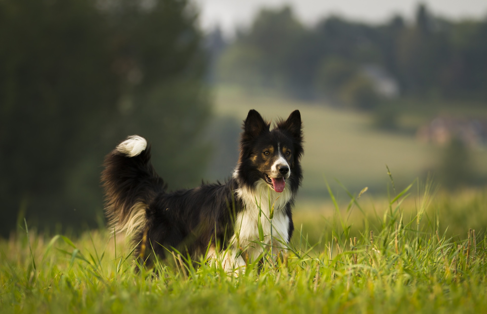 Routine antibiotic therapy in dogs increases the detection of ...