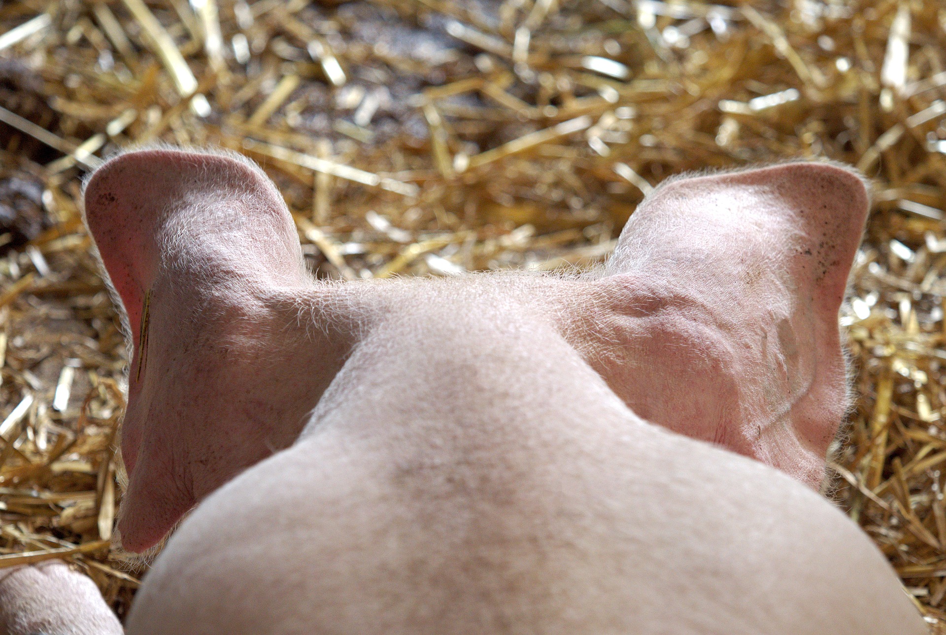 Population structure and antibiotic resistance of swine extraintestinal ...