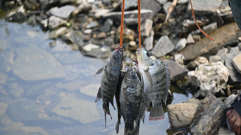 Fish as sentinels of antimicrobial resistant bacteria, epidemic ...