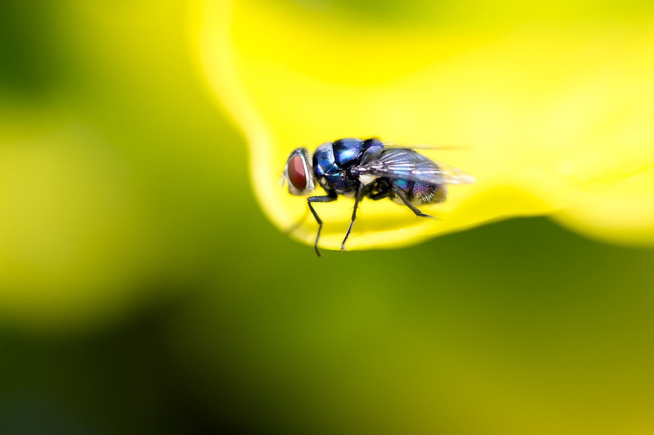 Flies as carriers of antimicrobial resistant (AMR) bacteria in Nigerian ...